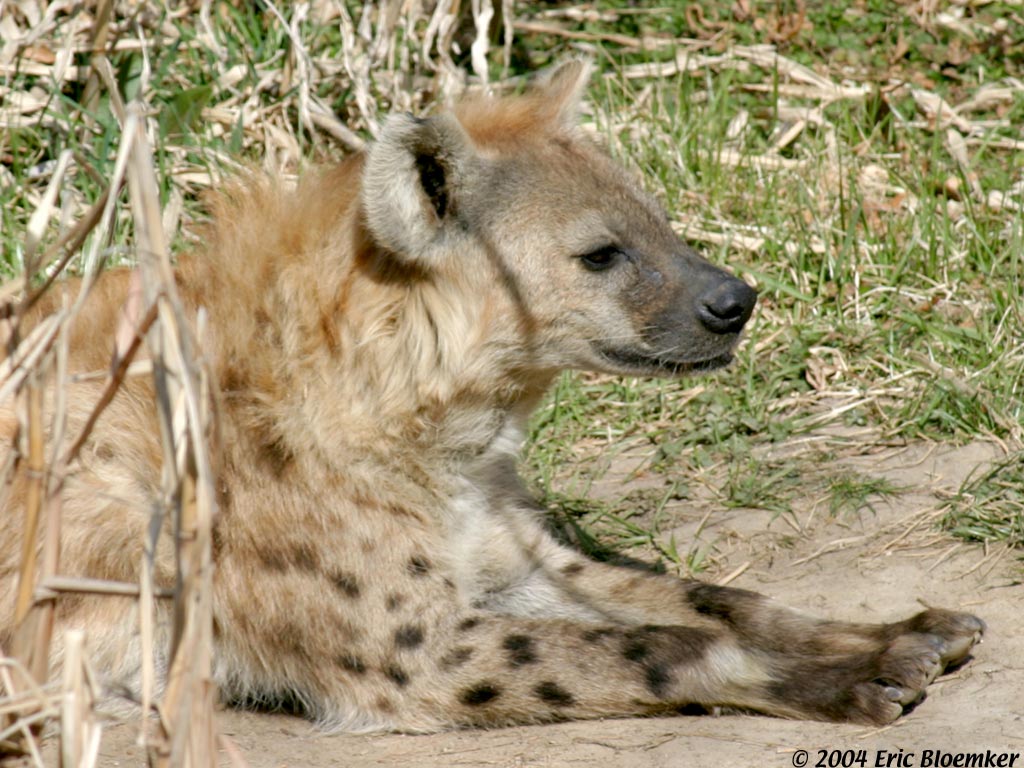 Saint Louis Zoo - The River's Edge